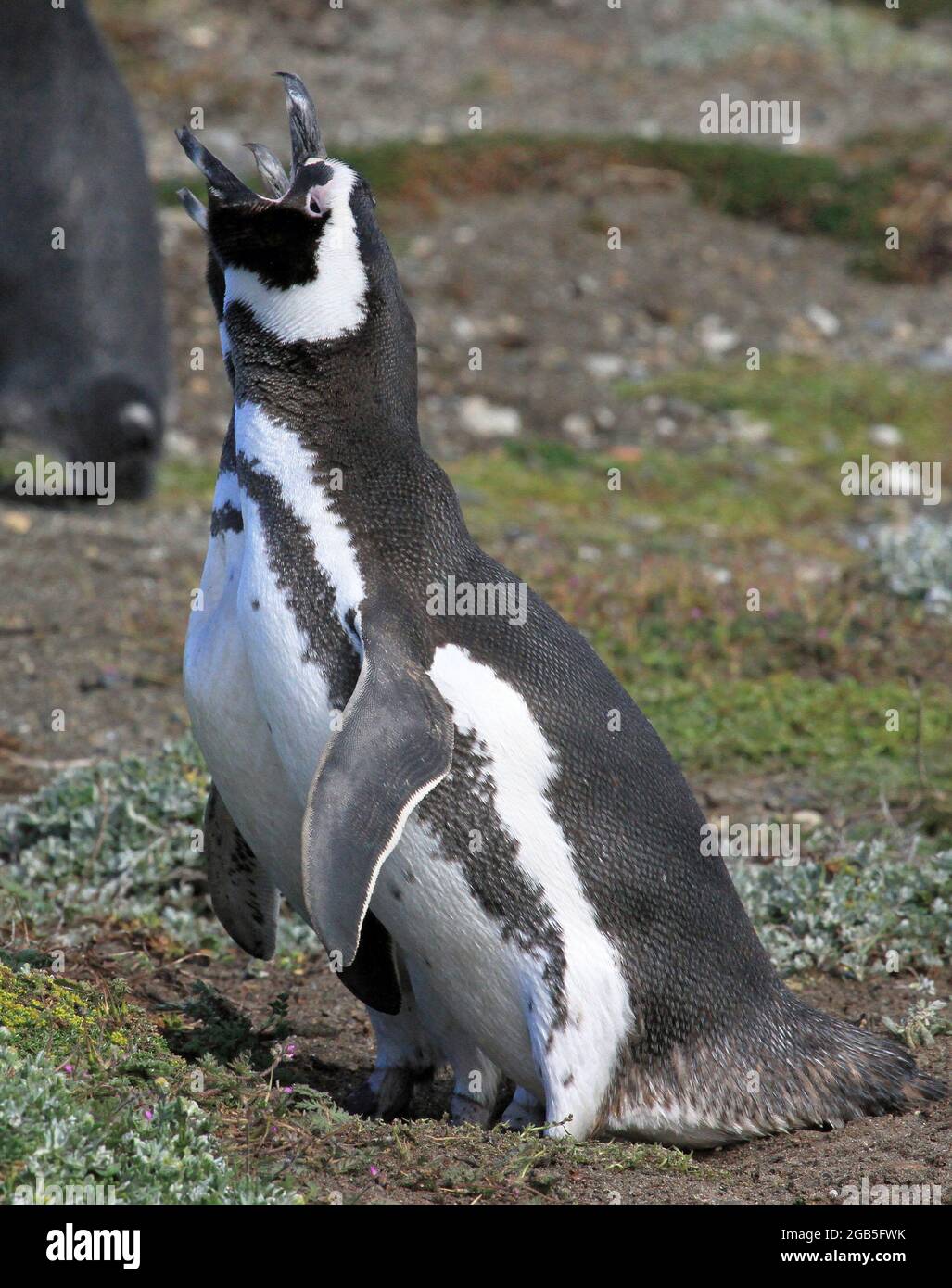 Penguin mating ritual hi-res stock photography and images - Alamy
