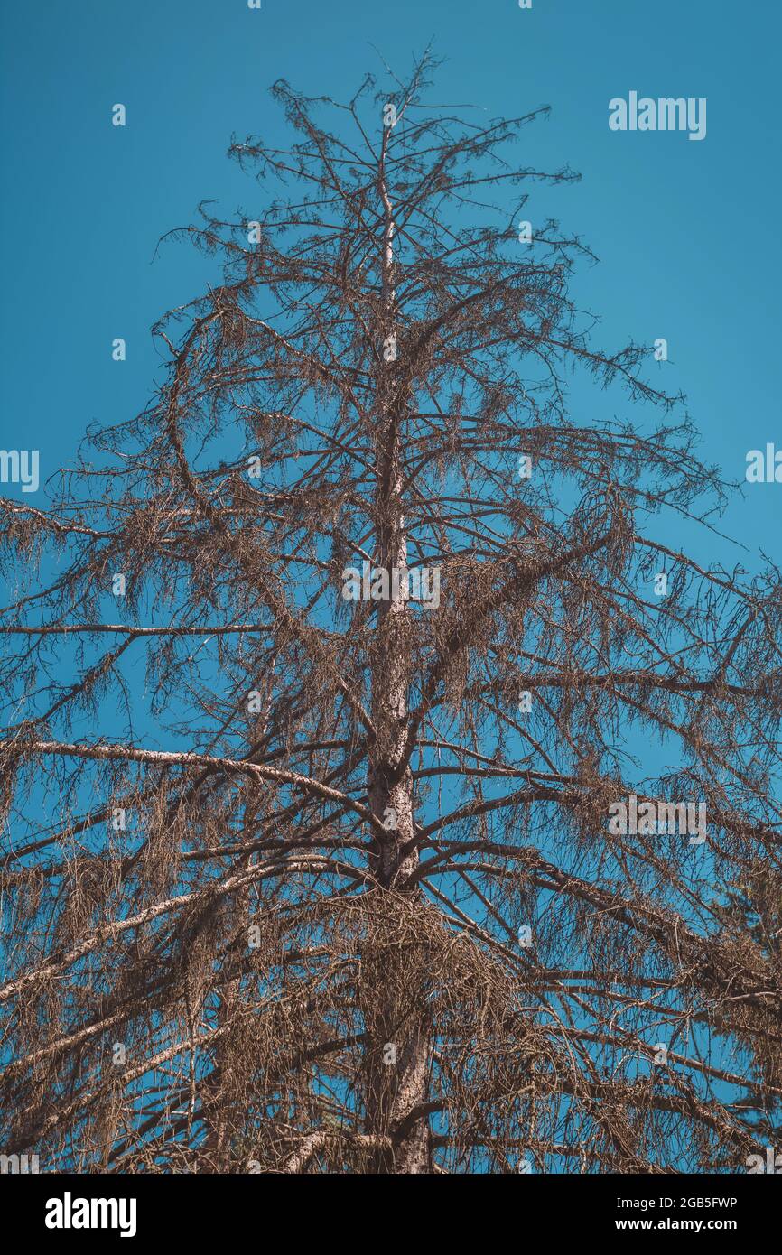 Dry spruce hi-res stock photography and images - Alamy