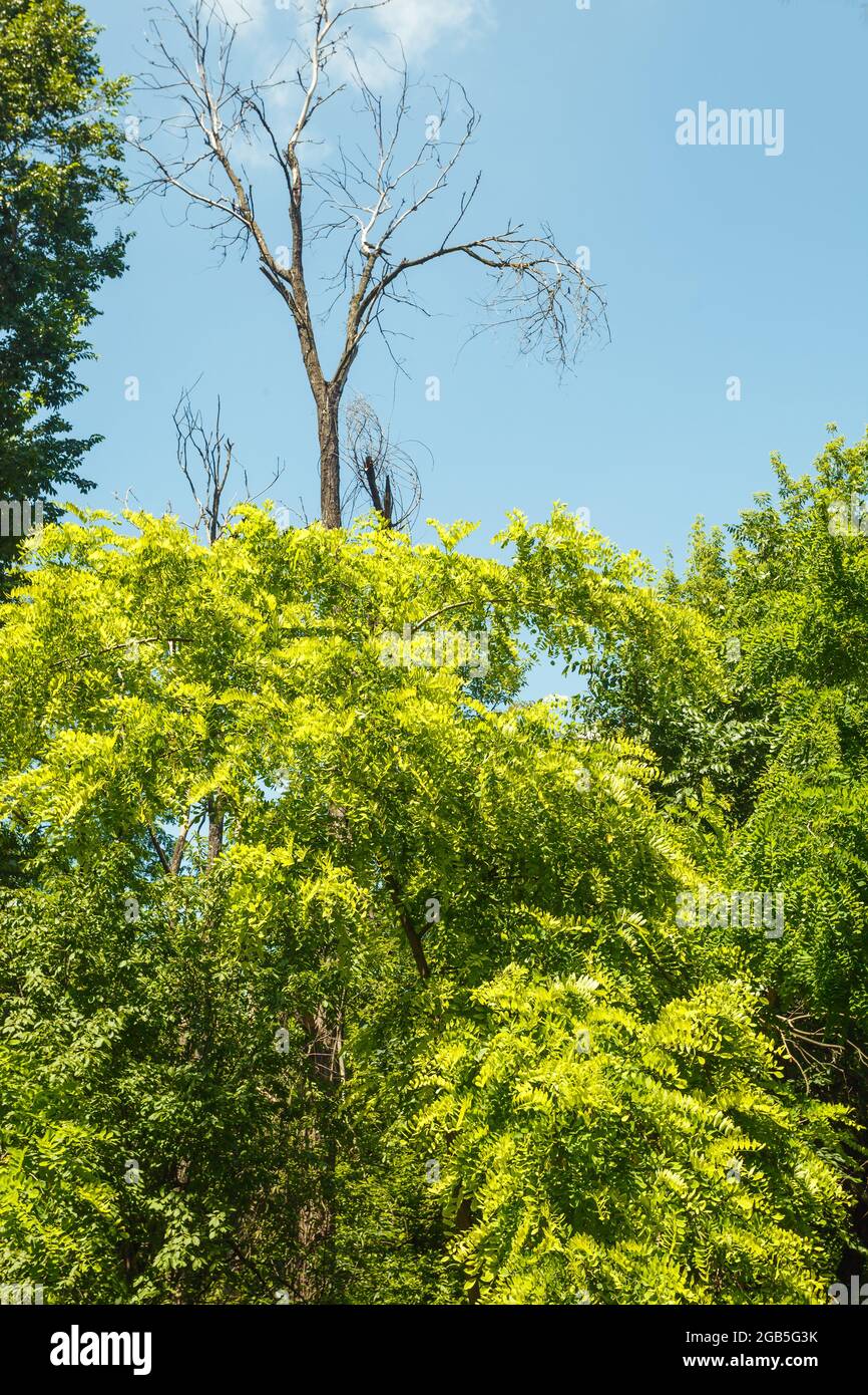 Acacia leaf texture on blue sky background Stock Photo - Alamy