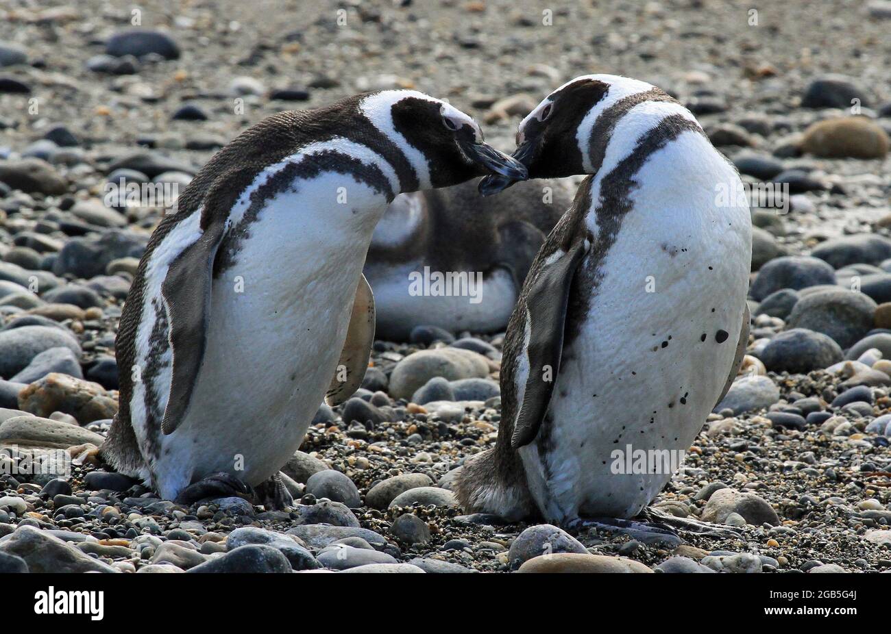 Penguin mating ritual hi-res stock photography and images - Alamy