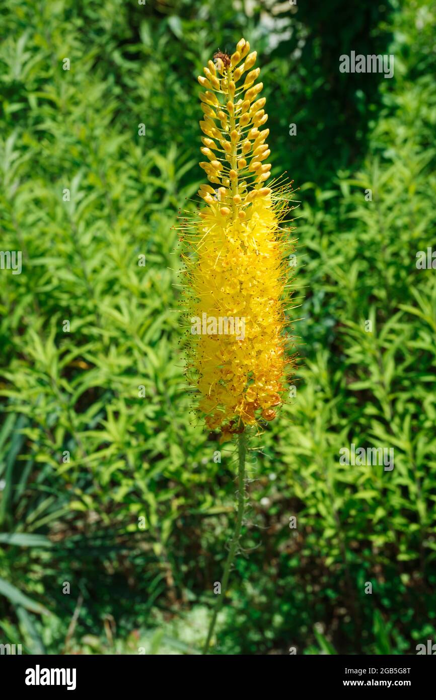 Eremurus yellow giant hi-res stock photography and images - Alamy