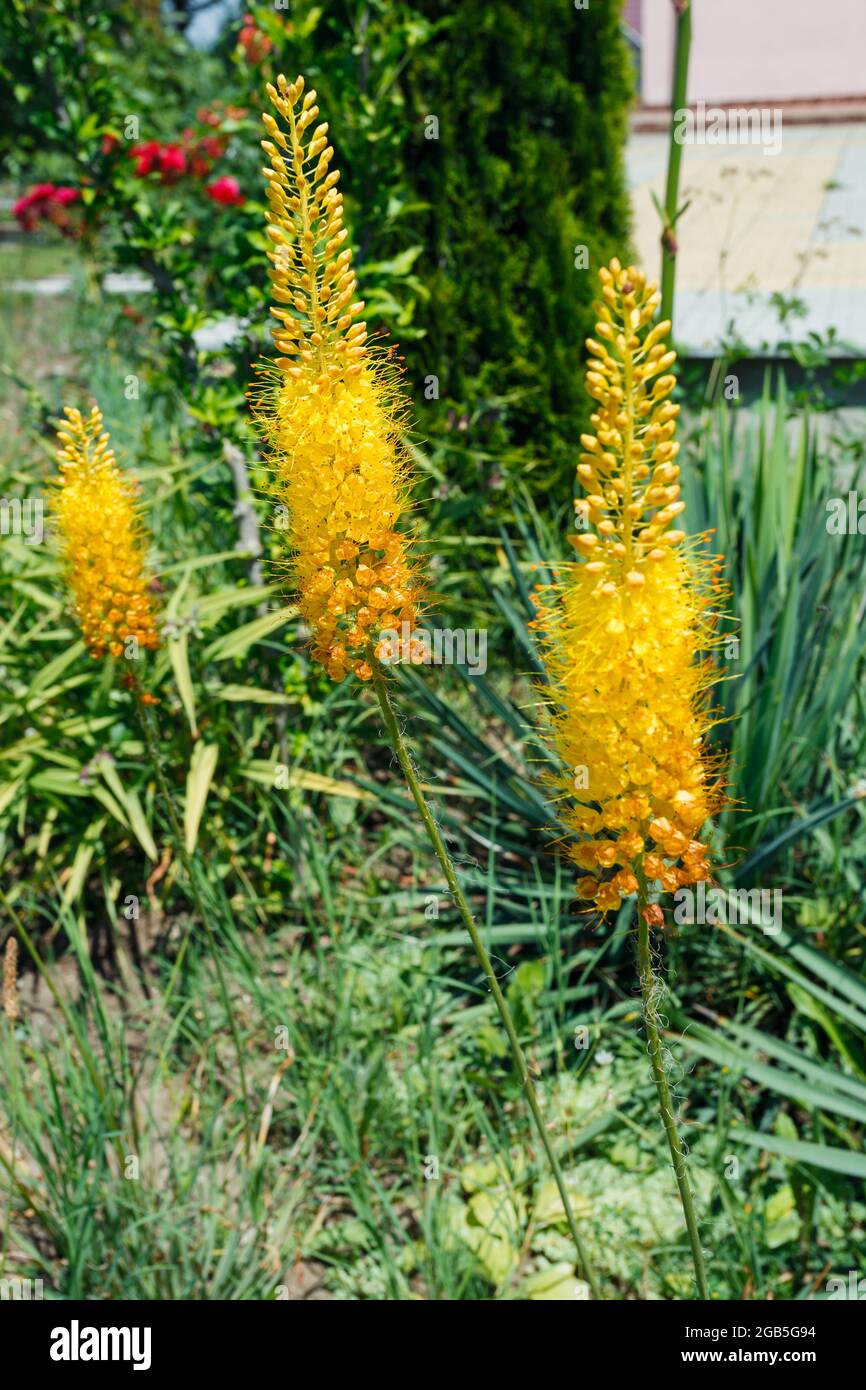 Eremurus yellow giant hi-res stock photography and images - Alamy