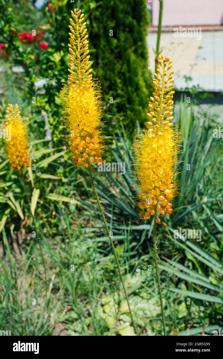 blooming yellow eremurus in the garden Stock Photo - Alamy