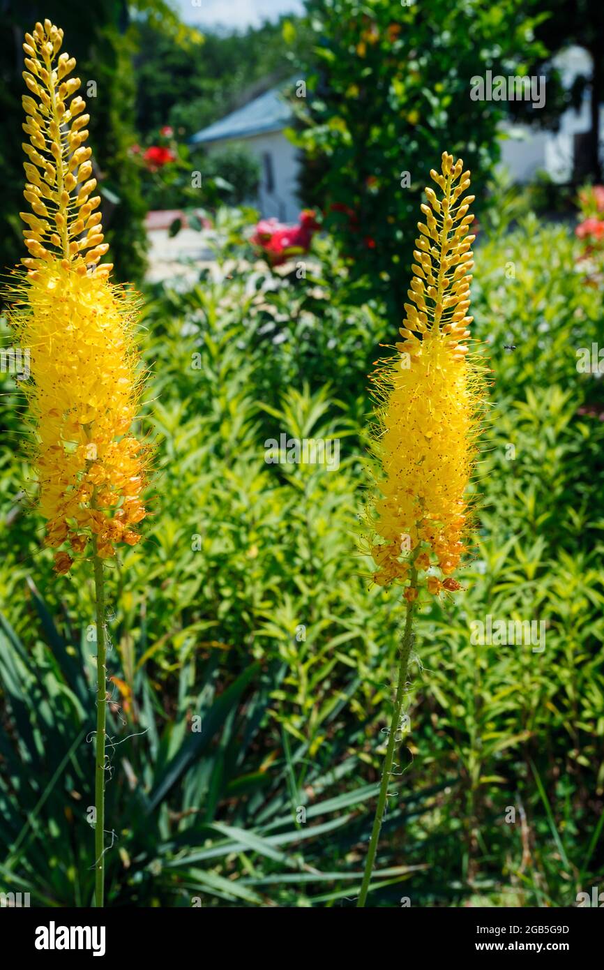 Yellow candle bush hi-res stock photography and images - Alamy