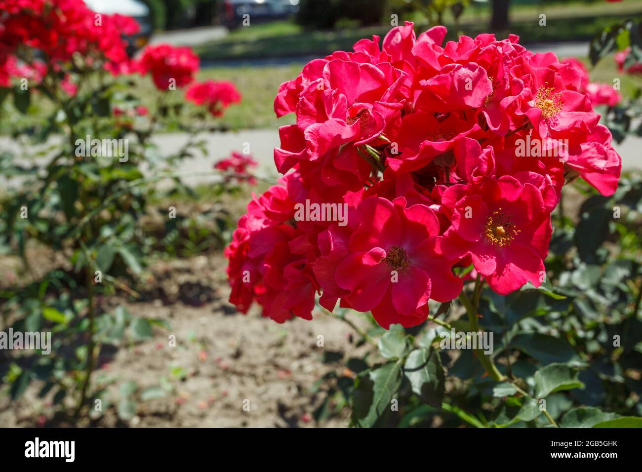bushes of beautiful red roses Stock Photo - Alamy