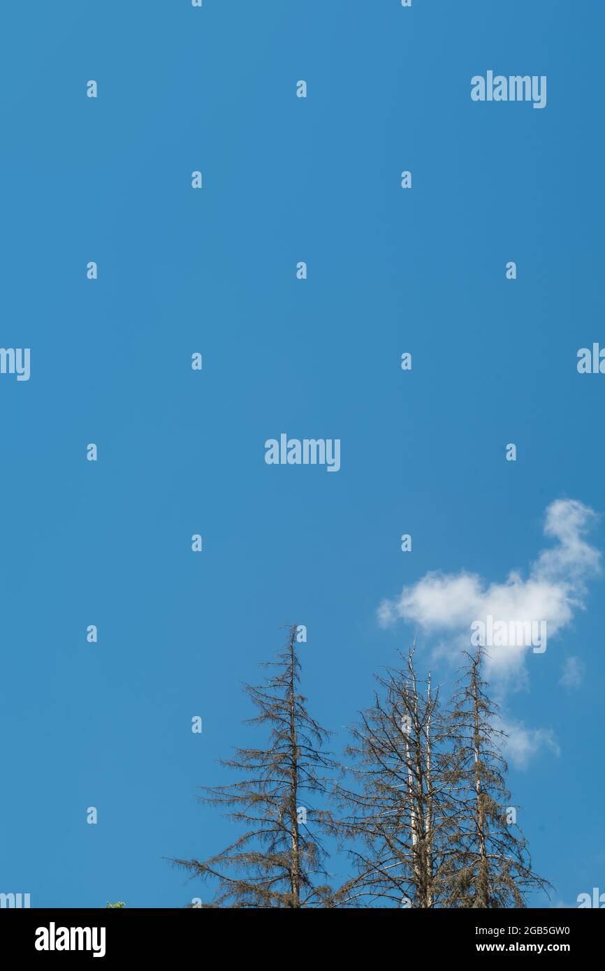 Dry spruce hi-res stock photography and images - Alamy