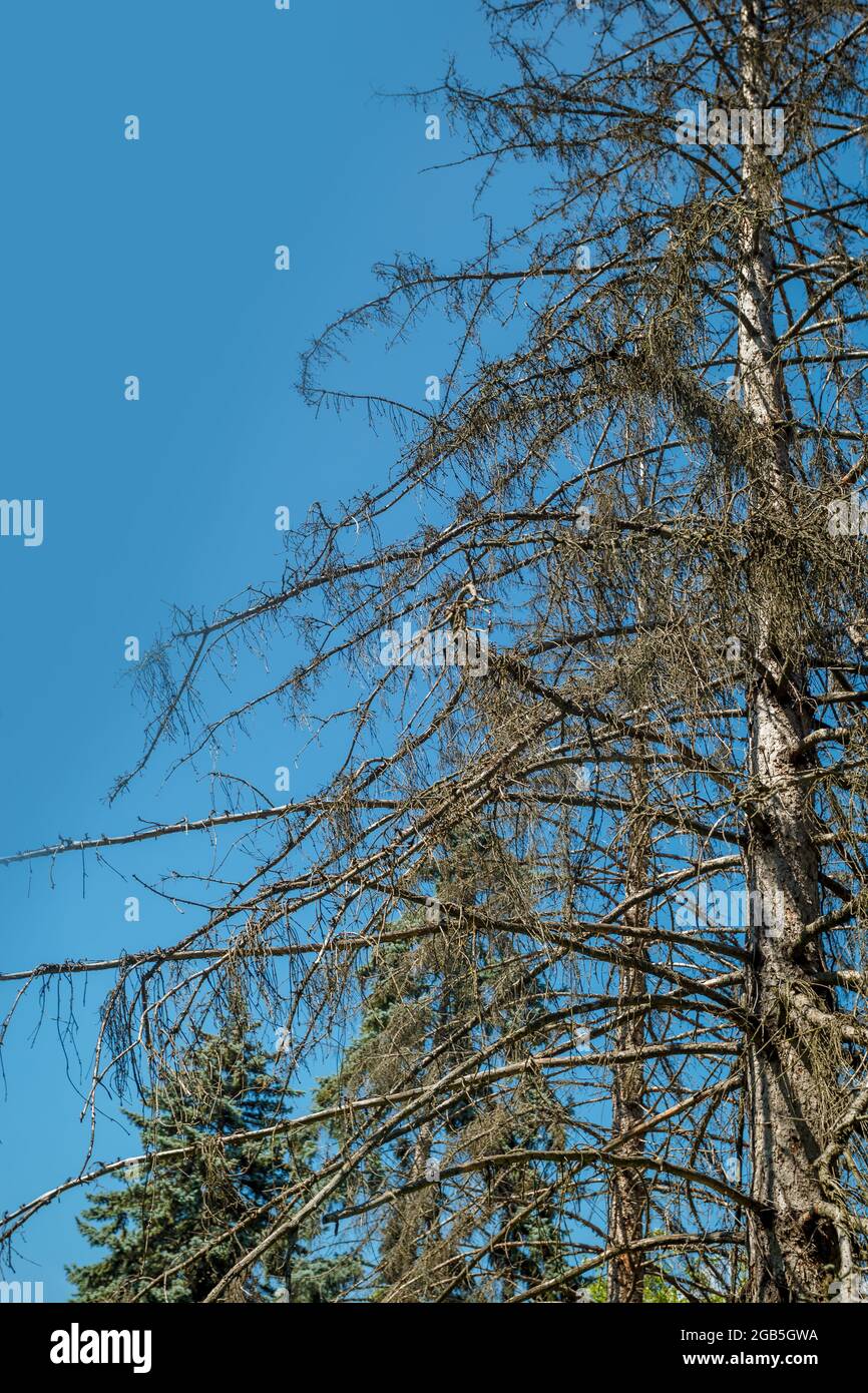 Dry spruce hi-res stock photography and images - Alamy