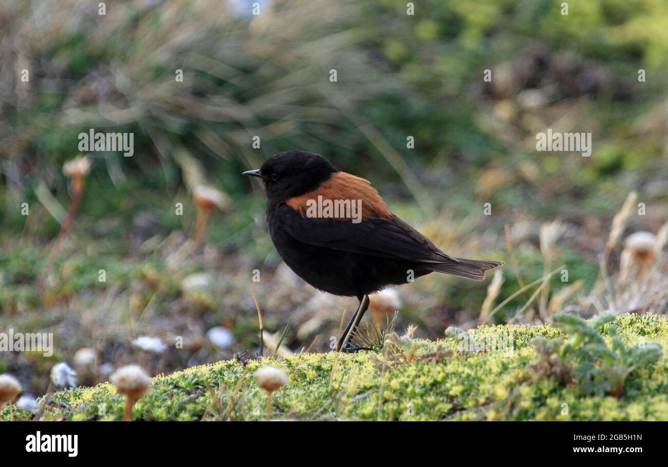 Austral negrito lessonia rufa hi-res stock photography and images - Alamy