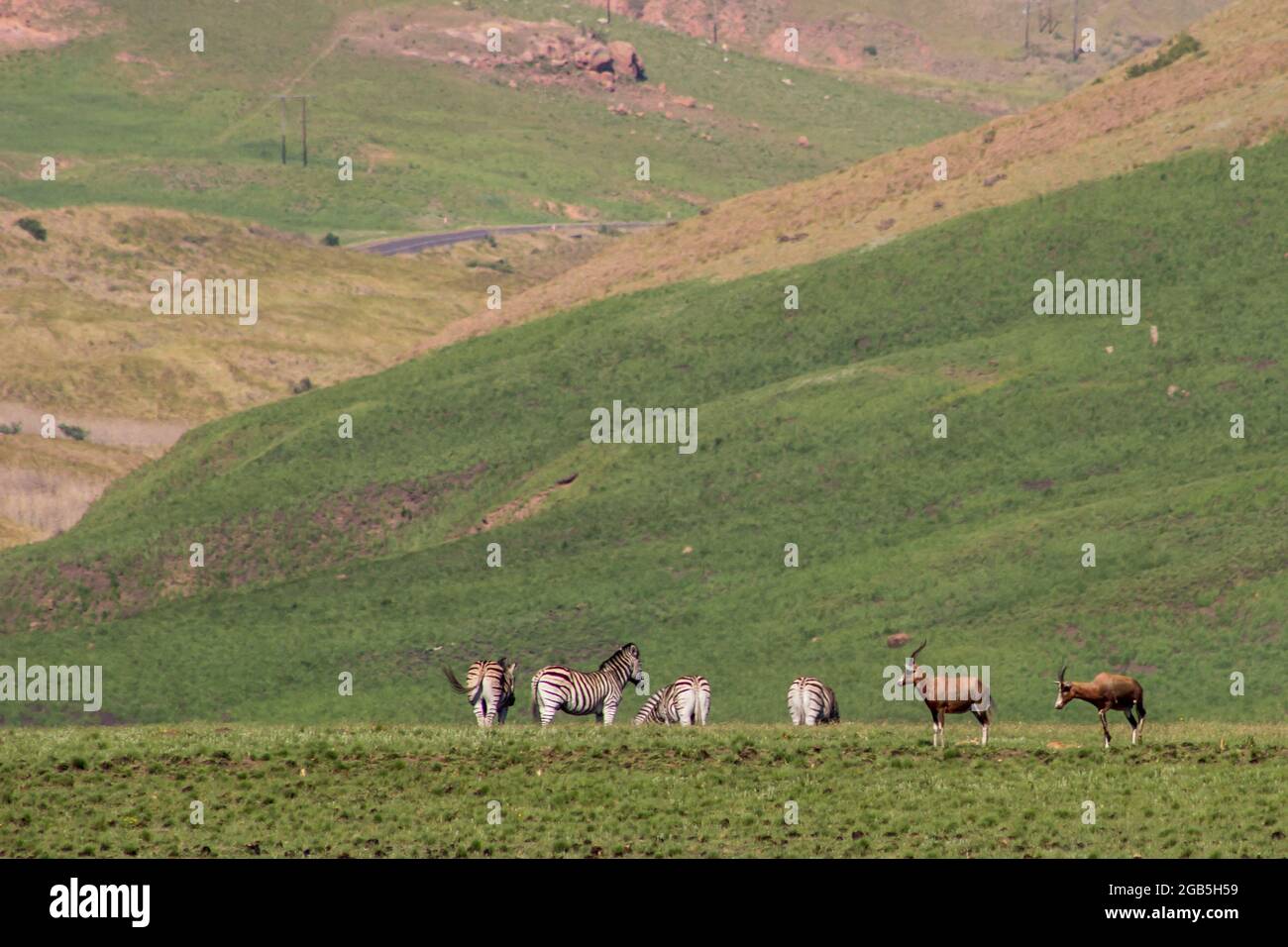 Afro alpine hi-res stock photography and images - Alamy
