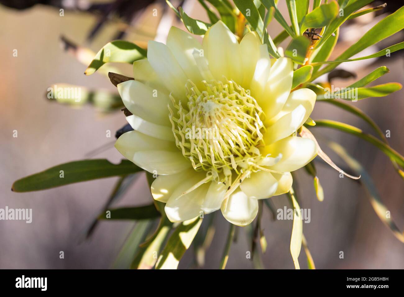 White Protea repens (Honey Sugarbush, Common Sugarbush, Honey Protea) growing wild in fynbos ...