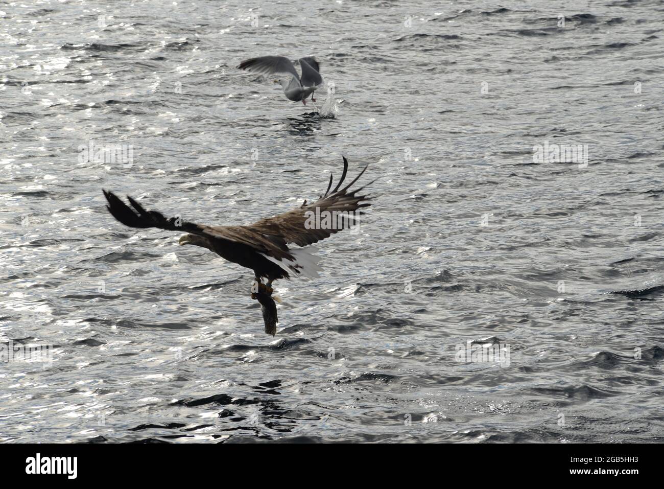 White-tailed eagle flying over the sea Stock Photo - Alamy