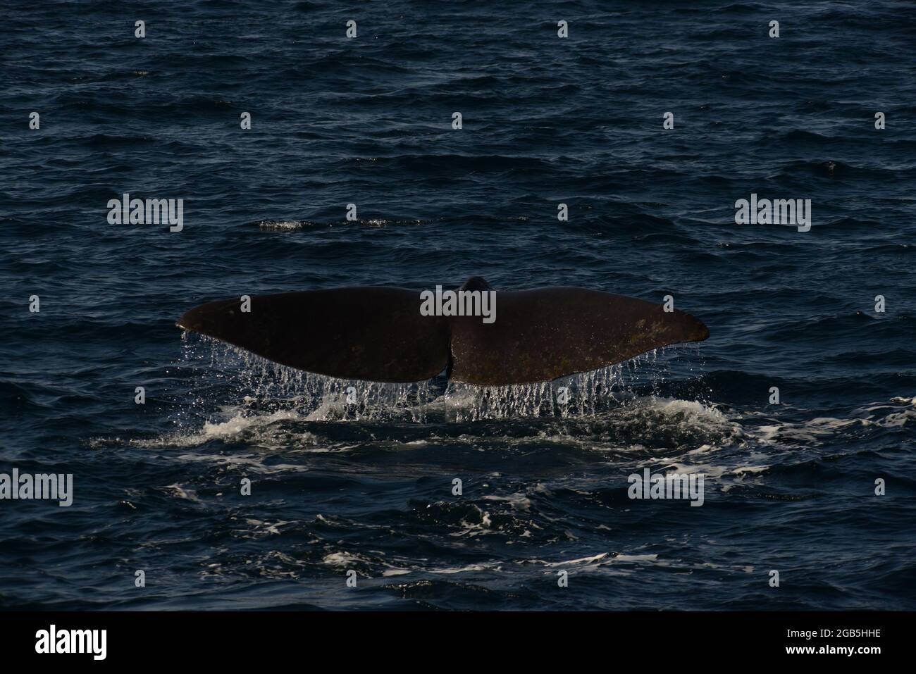 Fish jumping over sea animal wildlife hi-res stock photography and ...