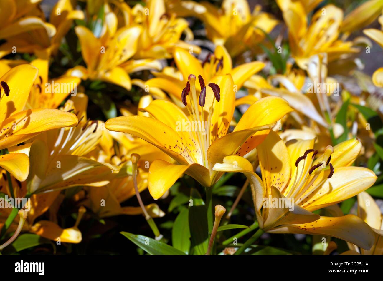 Lily fata morgana hi-res stock photography and images - Alamy