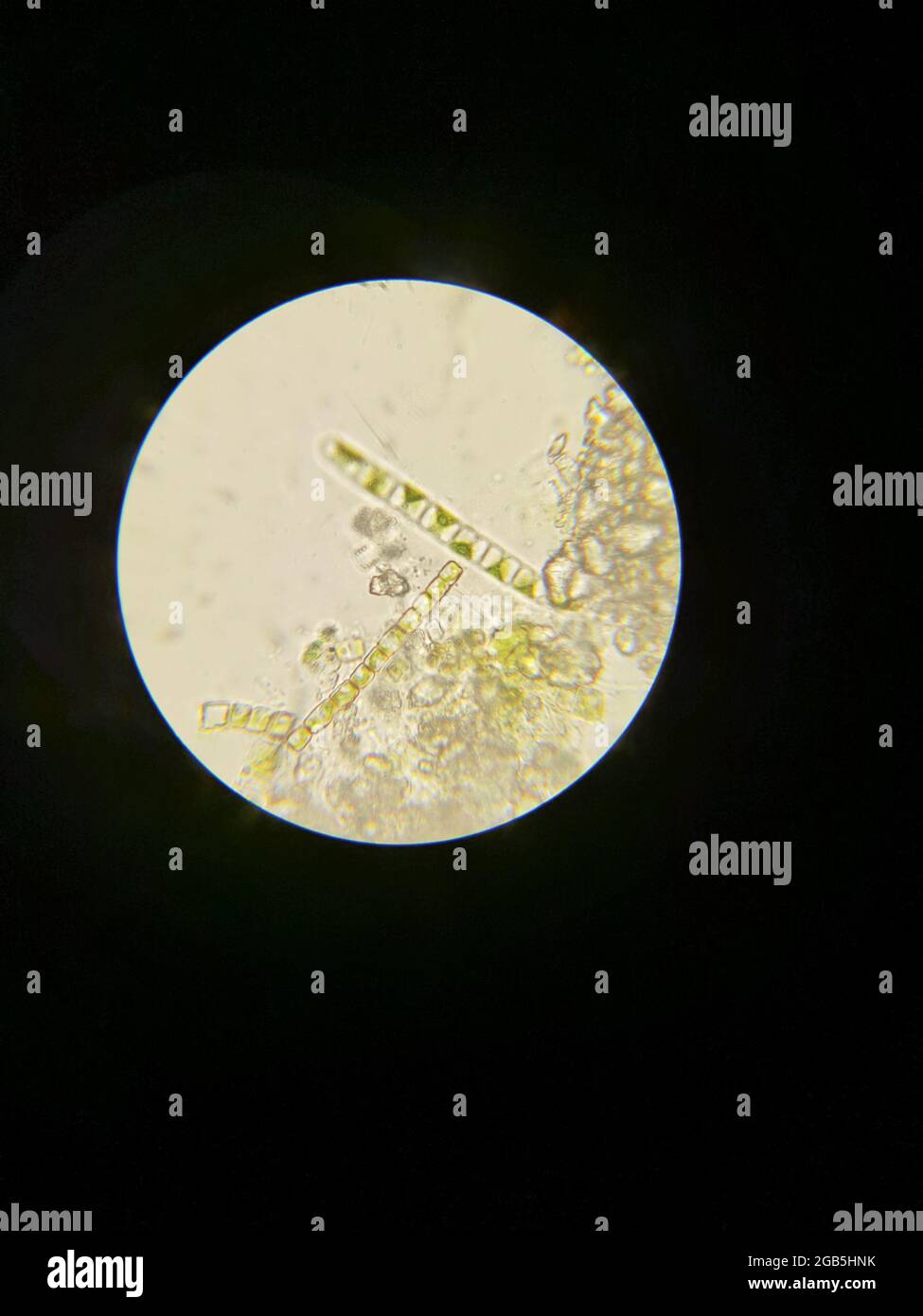 Algae under microscope hi-res stock photography and images - Alamy