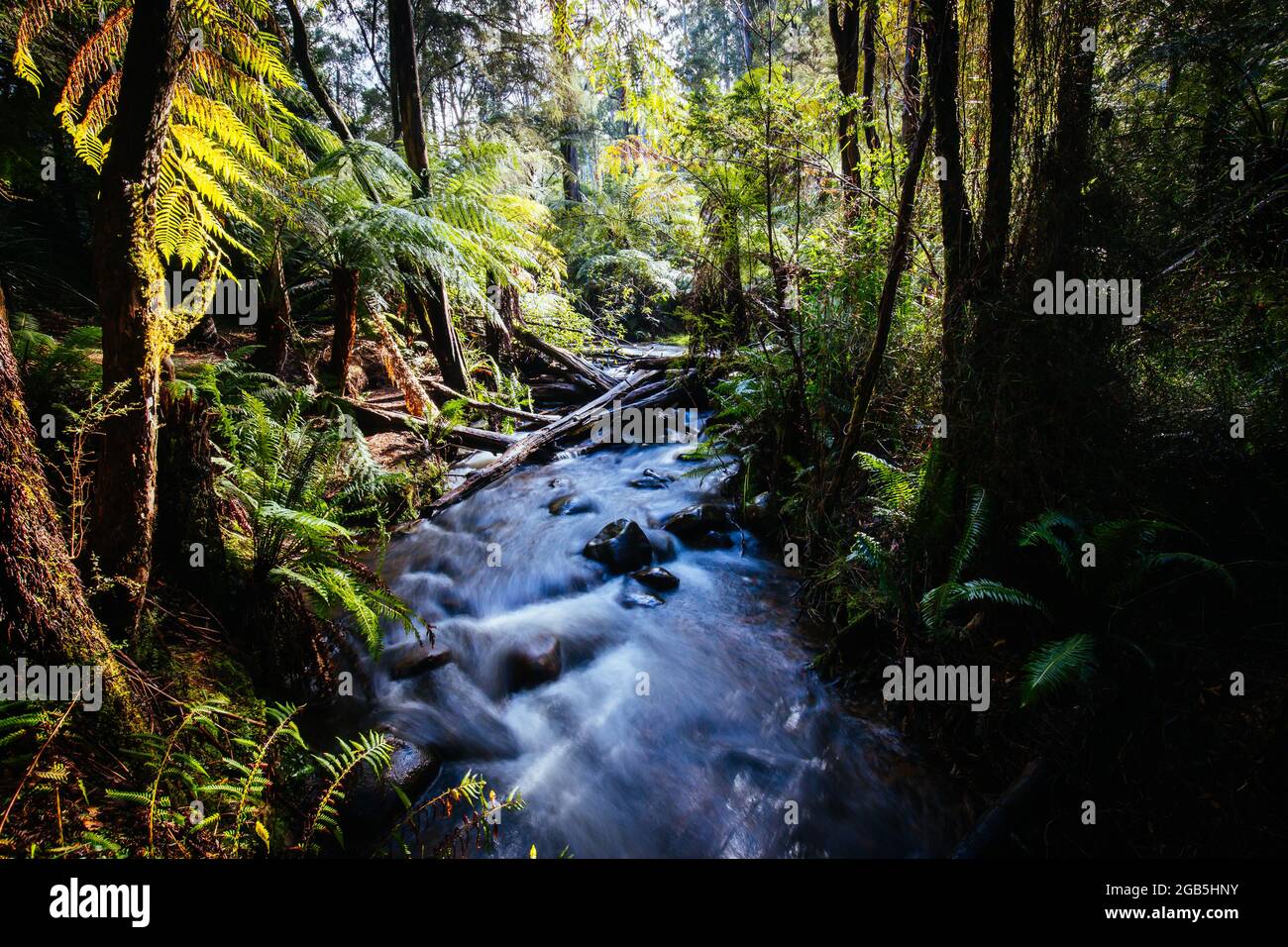 The tranquil Cement Creek near the iconic Redwood Forest in Warburton ...