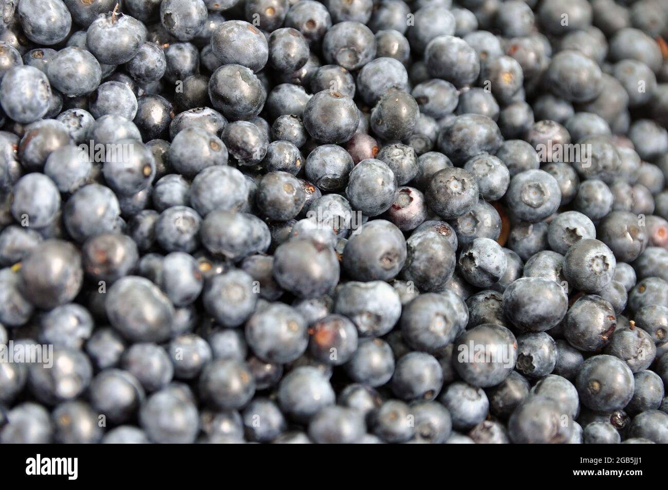 Fresh blueberries. Background, texture of blueberry berries close up ...