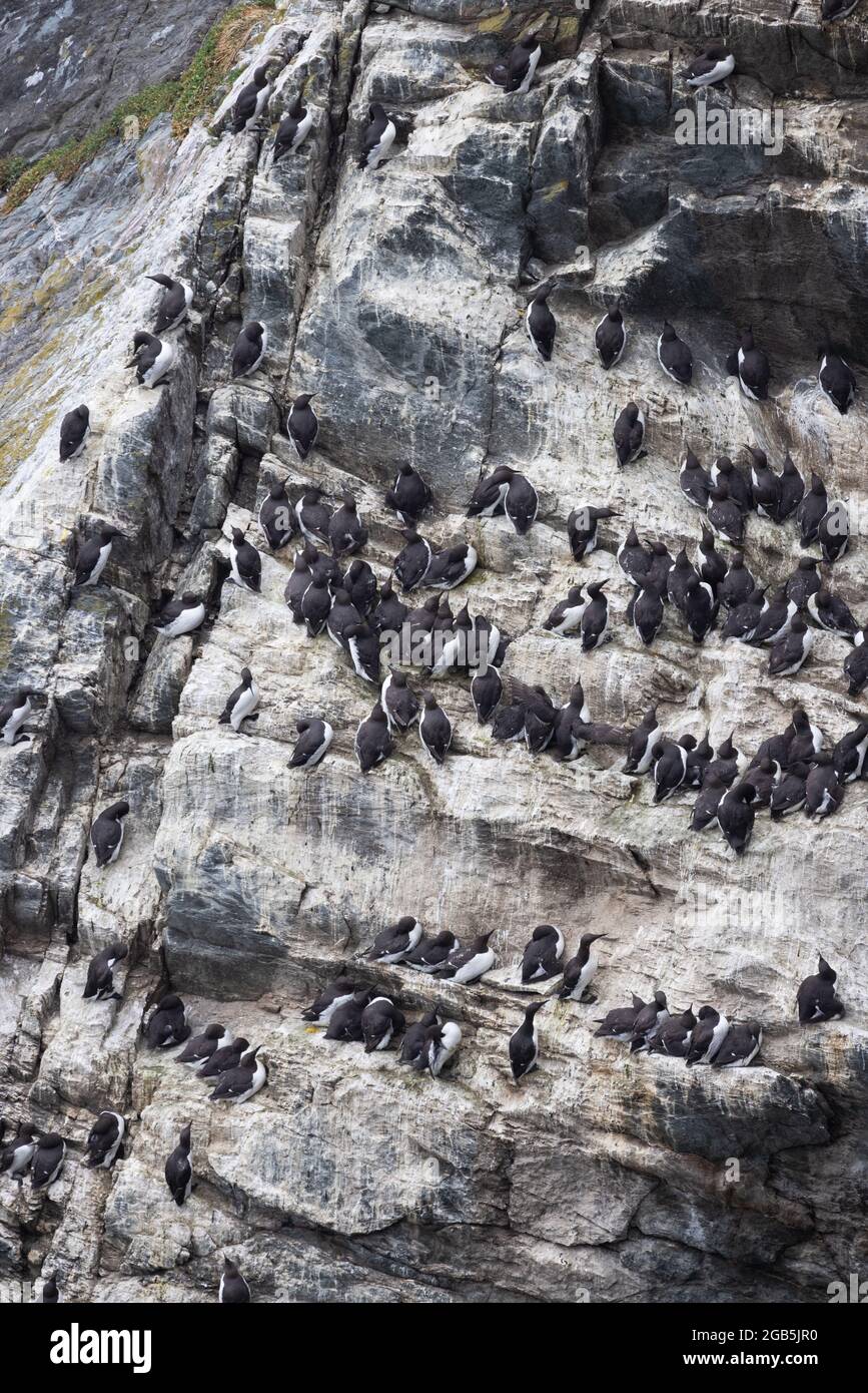 Colonies of Common Guillemot, Uria aalge, on the cliffs at RSPB South ...