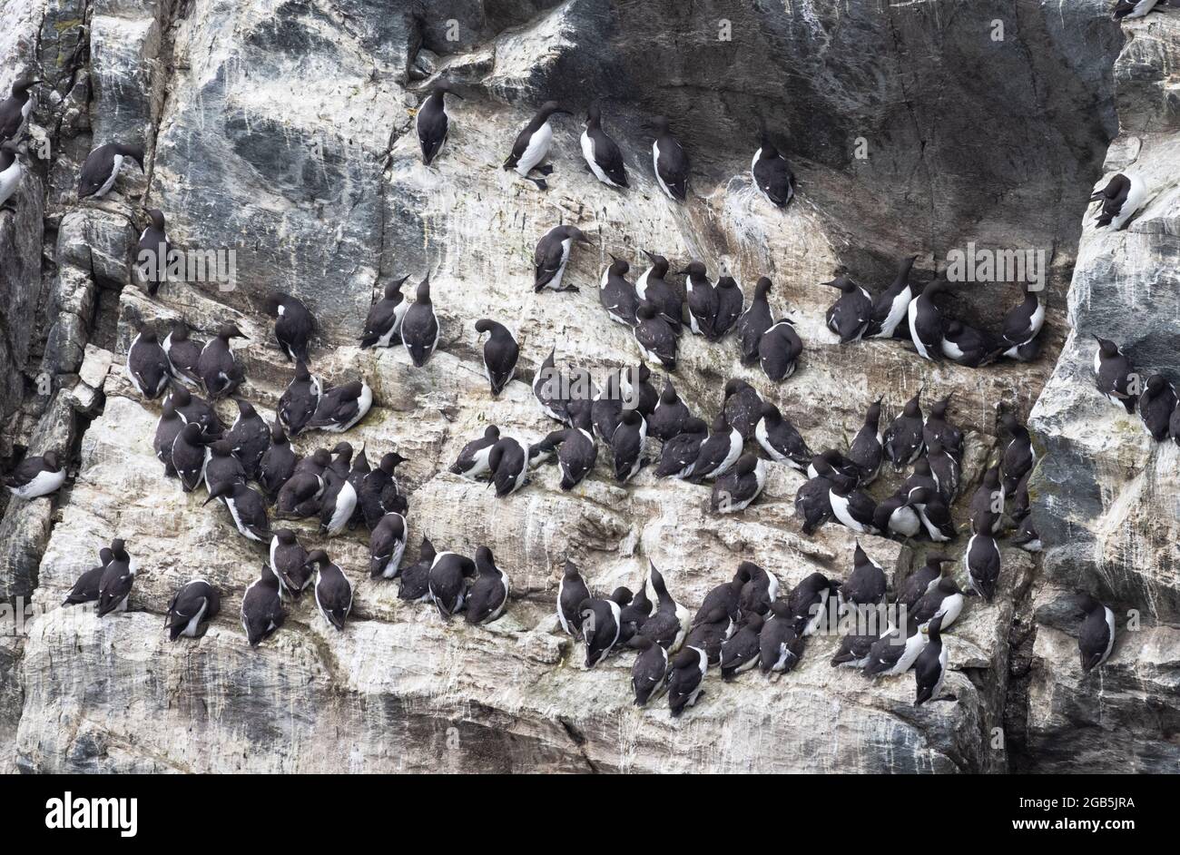 Colonies of Common Guillemot, Uria aalge, on the cliffs at RSPB South ...