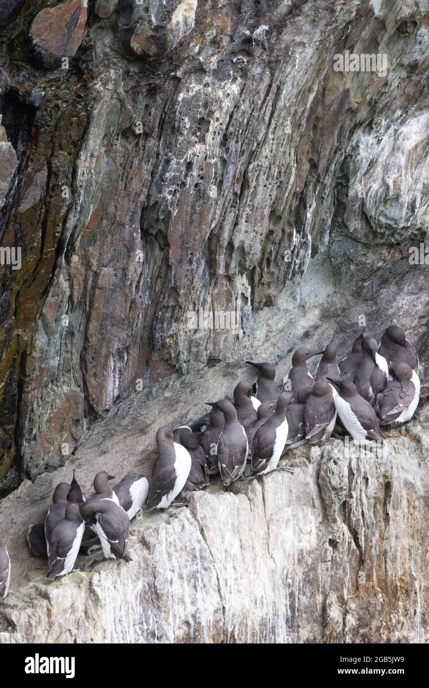 Colonies of Common Guillemot, Uria aalge, on the cliffs at RSPB South ...