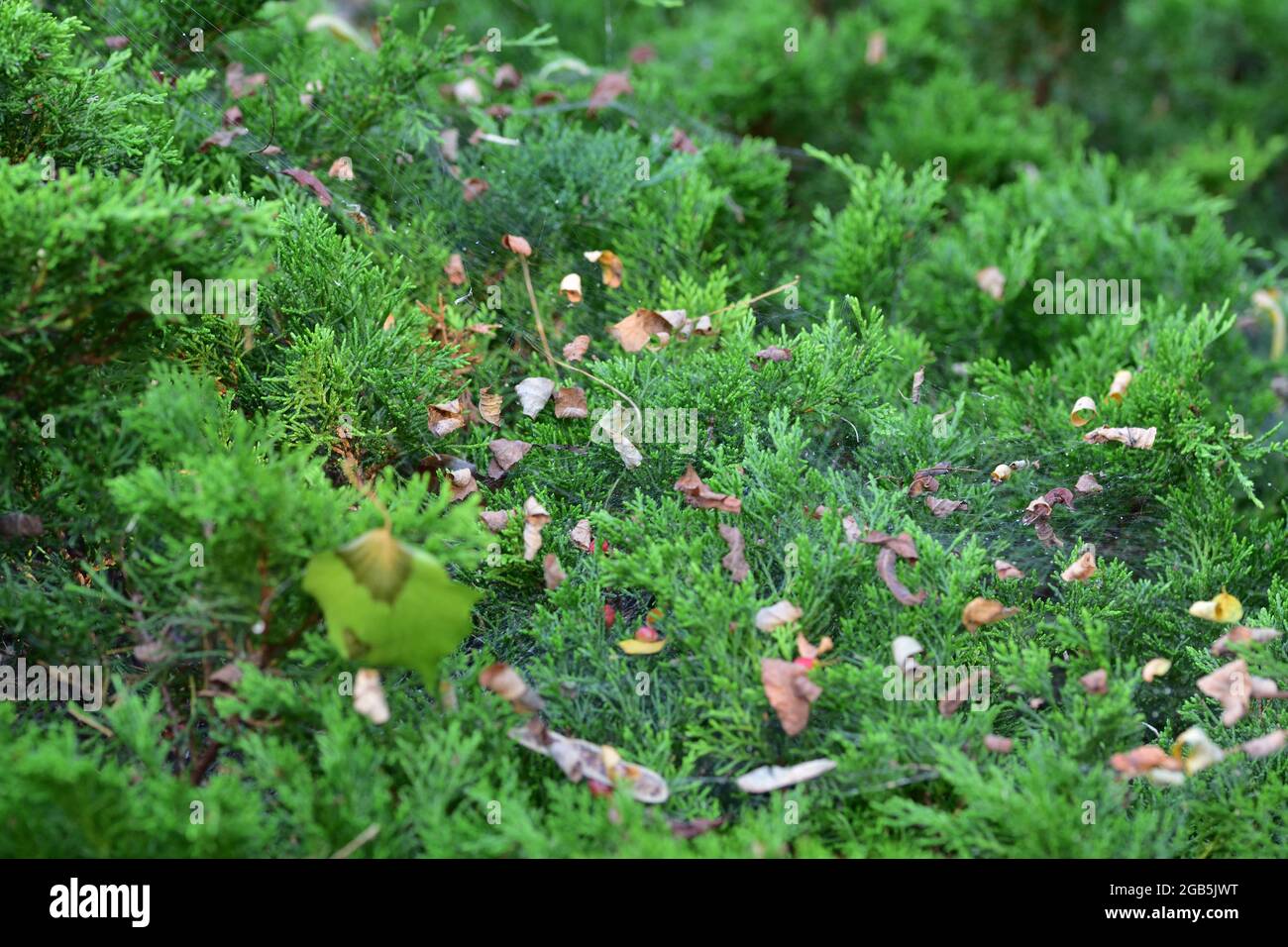 Dry leaves from a tree on a green thuja hedge. Autumn Stock Photo - Alamy