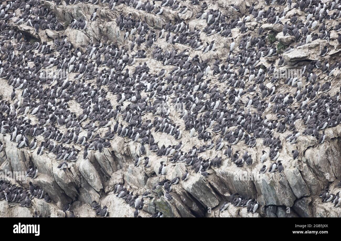 Colonies of Common Guillemot, Uria aalge, on the cliffs at RSPB South ...
