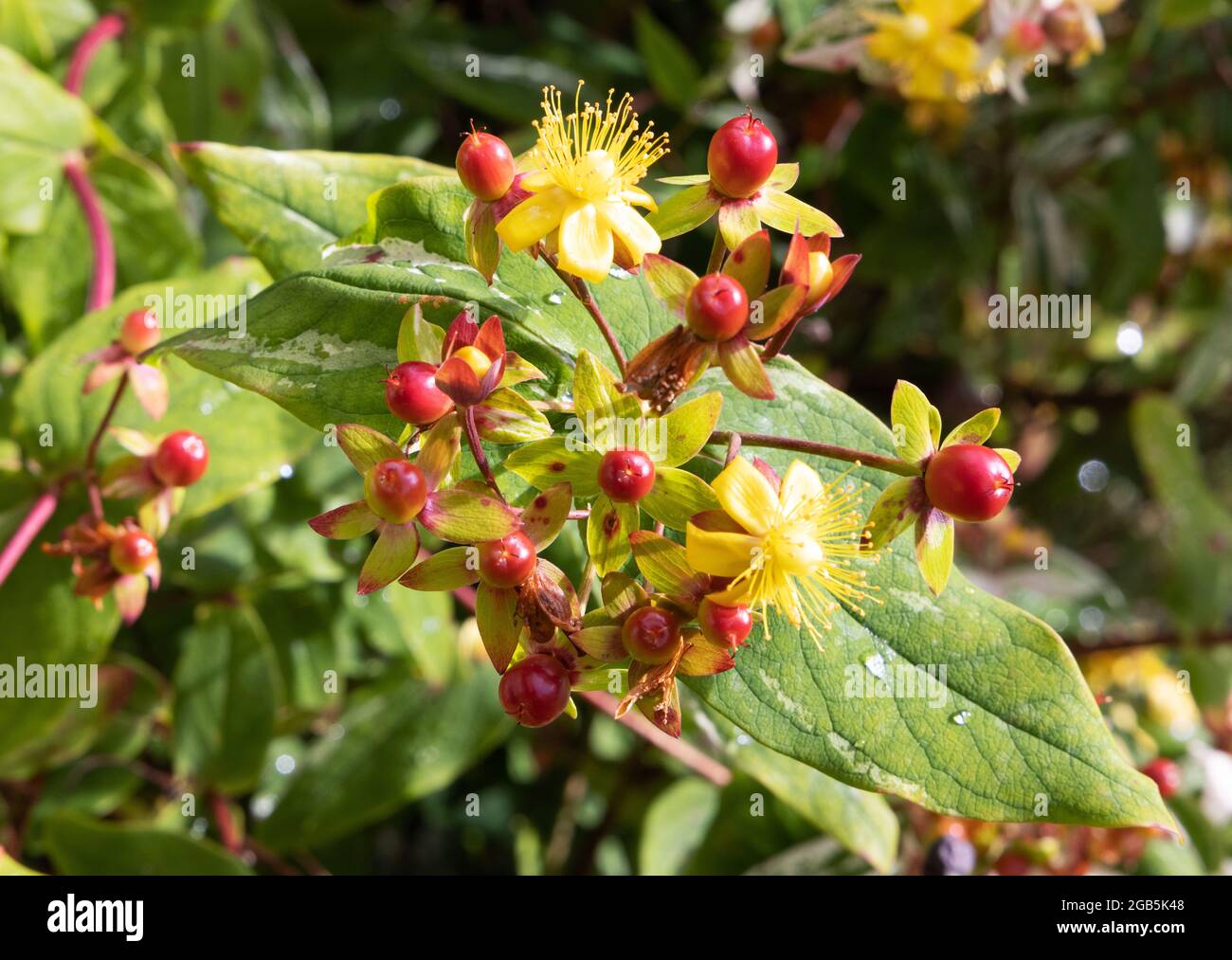 Shrubby plants hi-res stock photography and images - Alamy