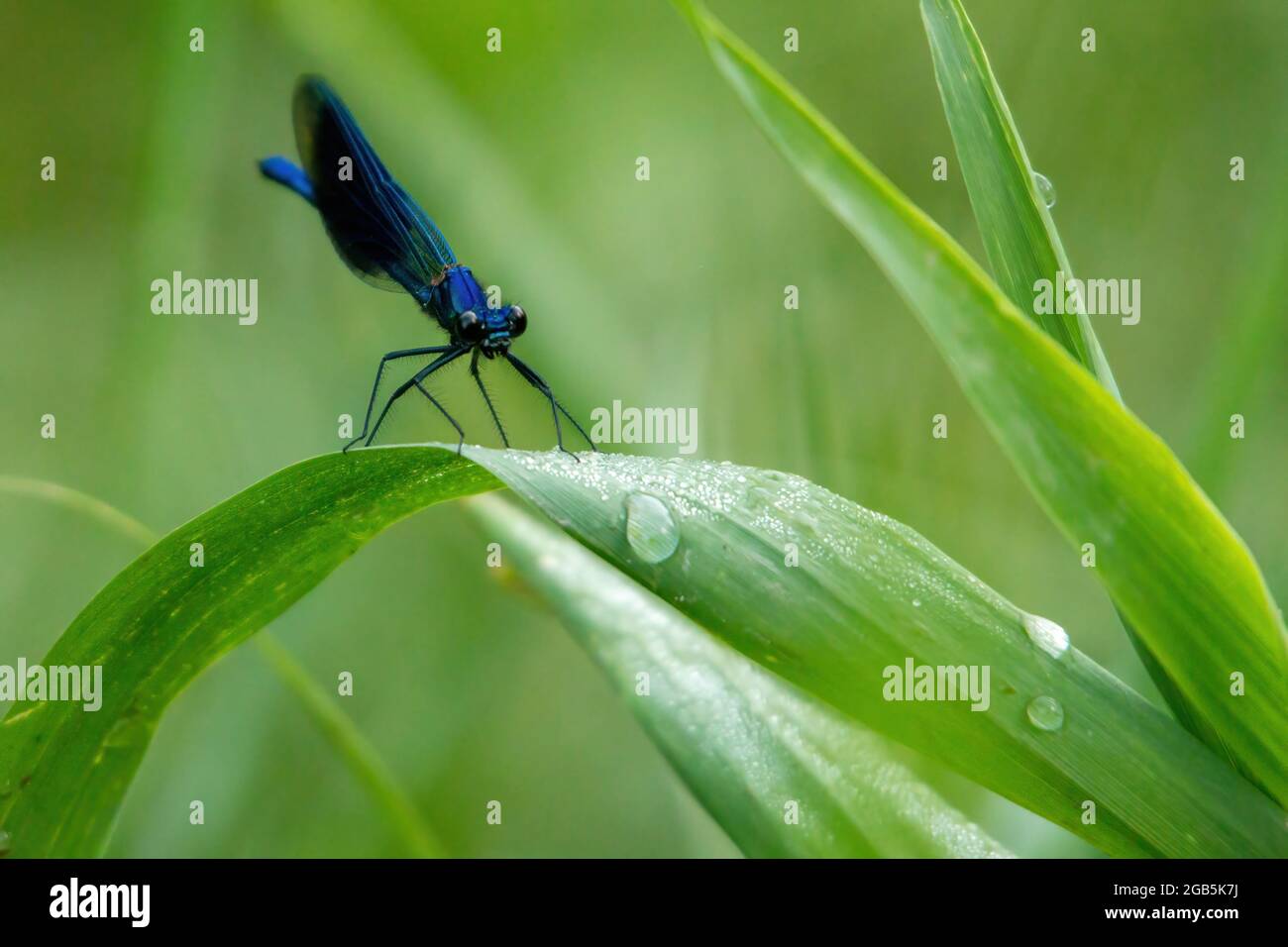 Closeup shot of an insect on green grass against a blurred background ...