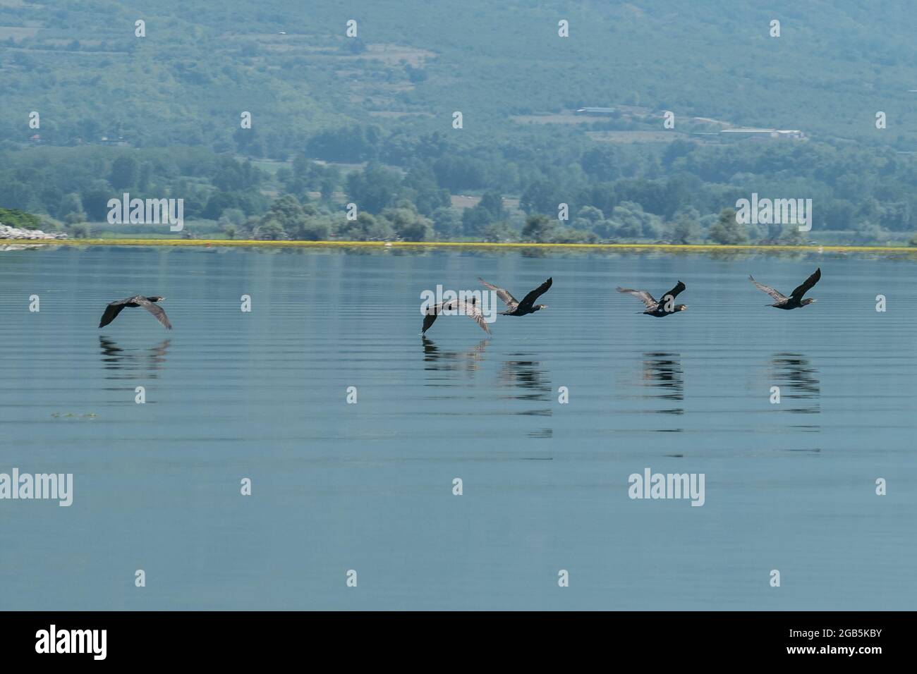 Lake Kerkini, Greece, July 13, 2021: The Great Cormorant, or Common ...