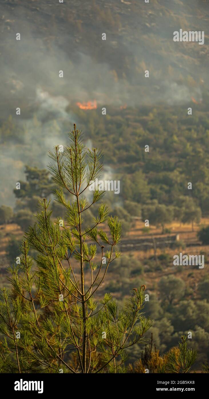 Turkey. August 1st 2021: Massive wildfires across Turkey have been ...