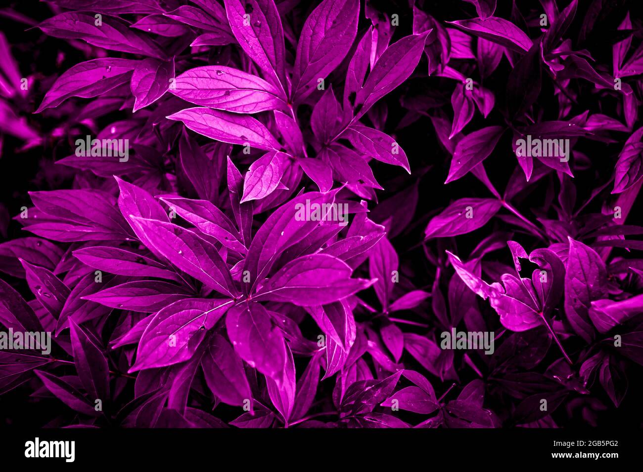 texture of purple plant stems in the garden Stock Photo - Alamy
