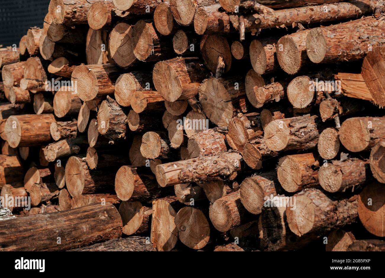 Forest pine and spruce trees. Log trunks pile, the logging timber wood ...