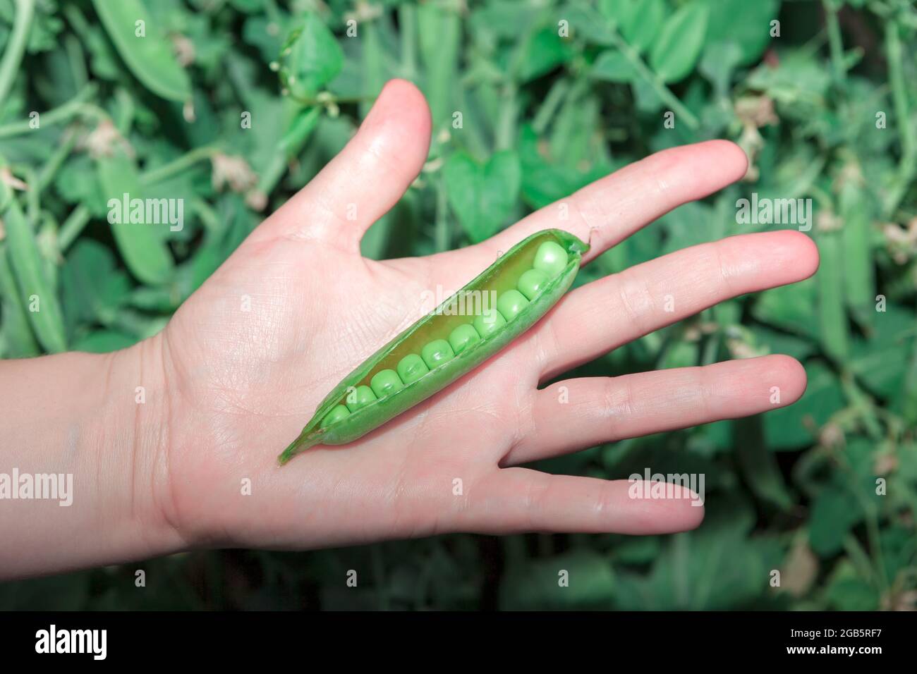 Hand holding green pea pod hi-res stock photography and images - Alamy