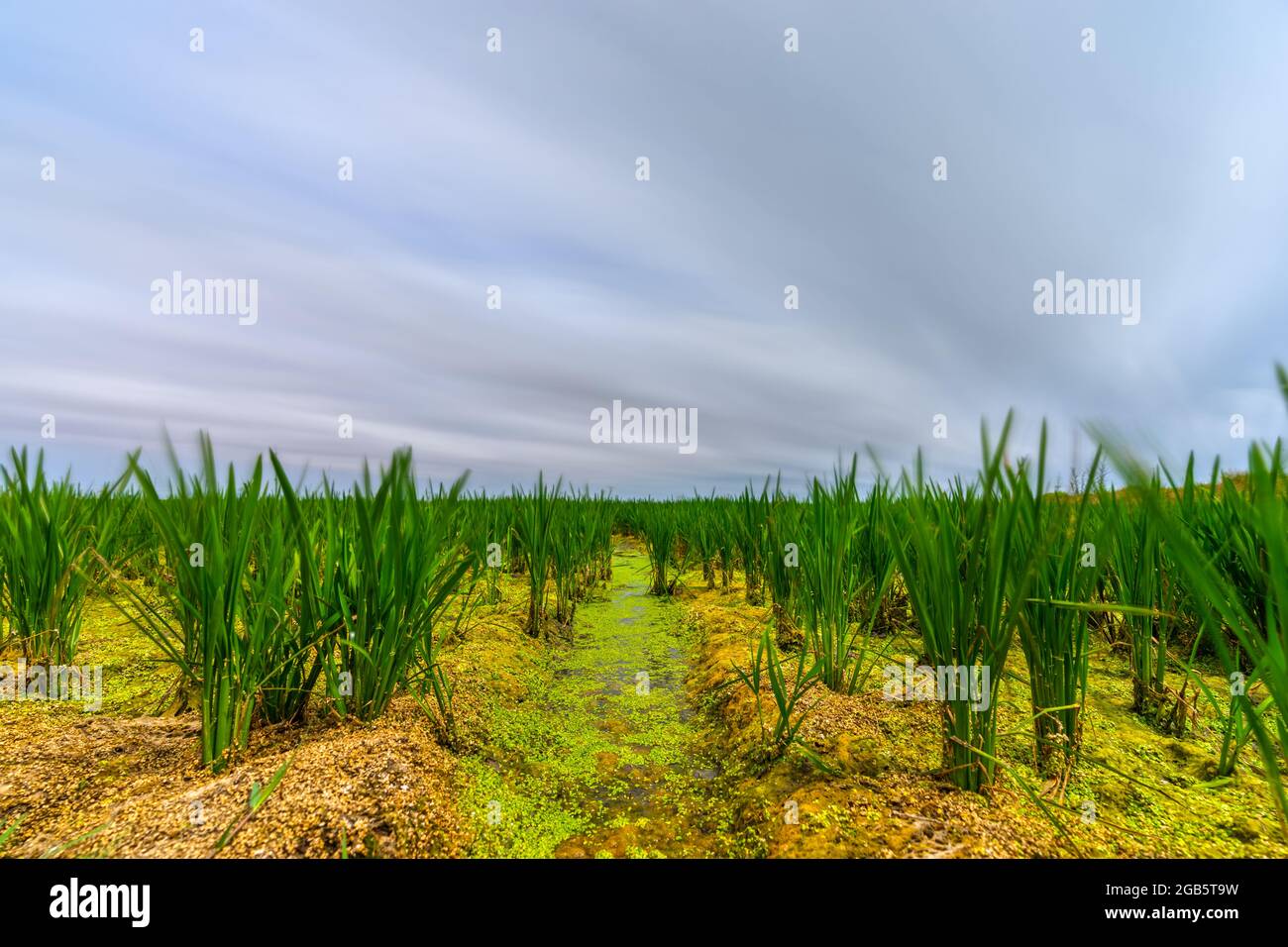 Rice field with growing plants long exposure Stock Photo - Alamy