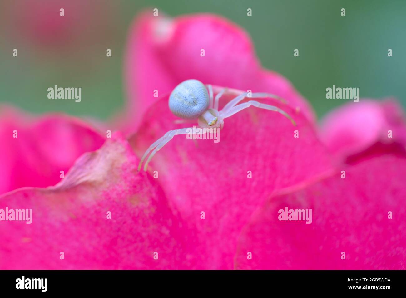 Closeup shot of small white spider sitting on the purple rose petals ...