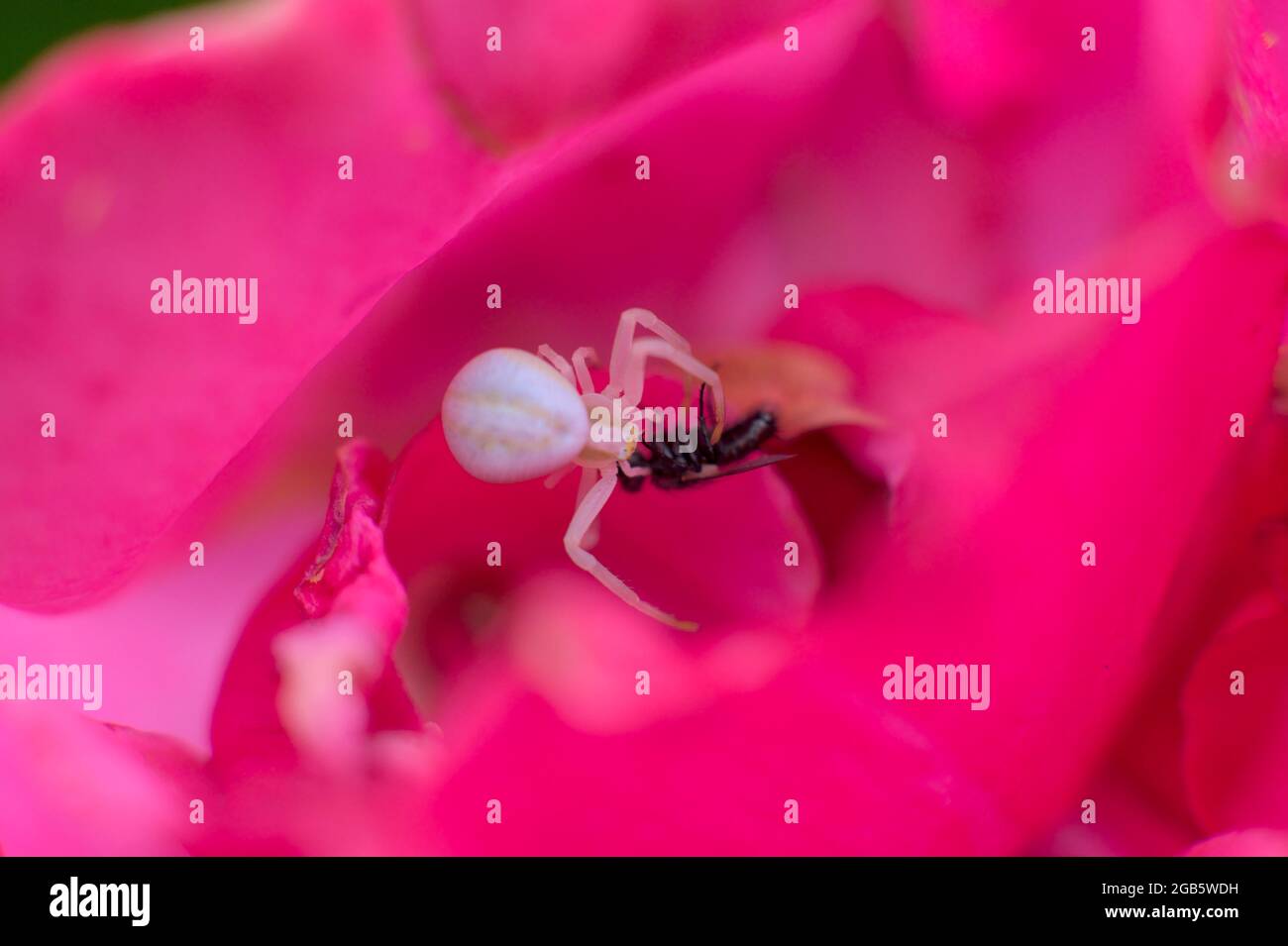 Closeup shot of small white spider sitting on the purple rose petals ...