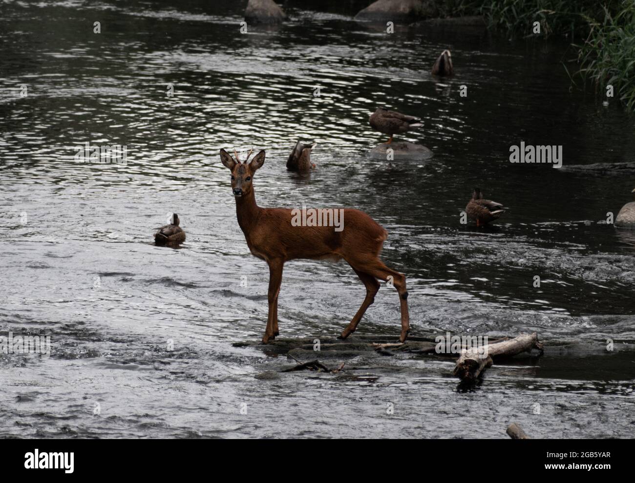 Amazing Roe Deer stag crossing a river in the British summer Stock ...