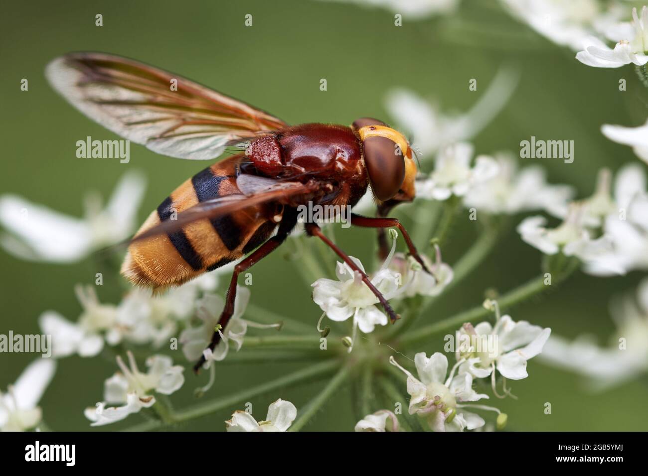 Macro image of a Hornet mimic hoverfly (Volucella zonaria) resting on ...