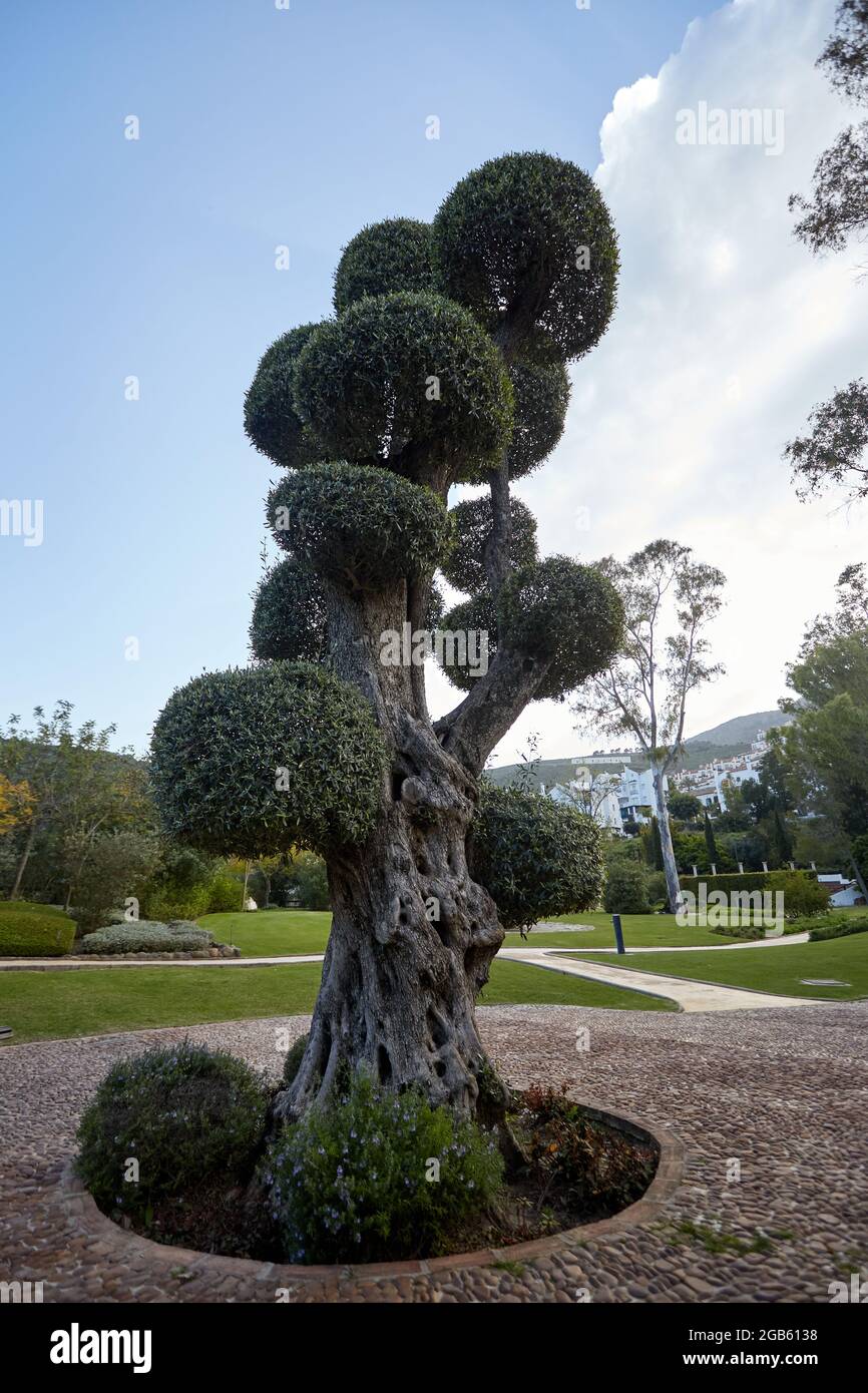 Precious fruit hi-res stock photography and images - Alamy