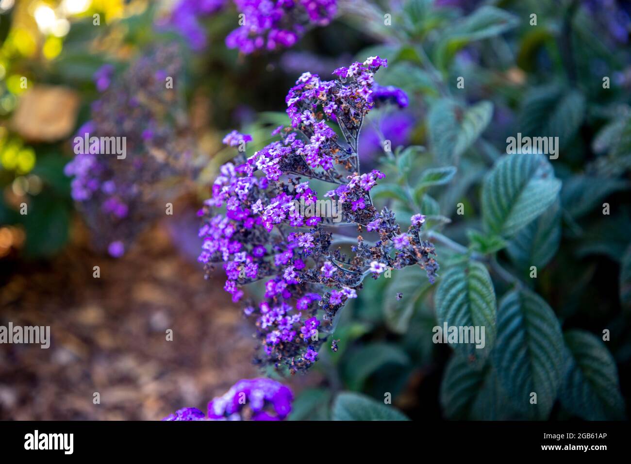 Heliotropium arborescens boraginaceae hi-res stock photography and ...