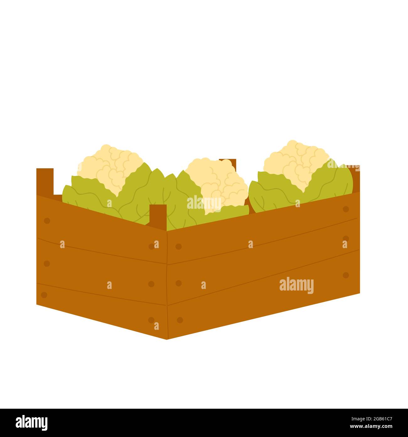 Cauliflower cabbage vegetable in wooden box, eco farm food agricultural ...