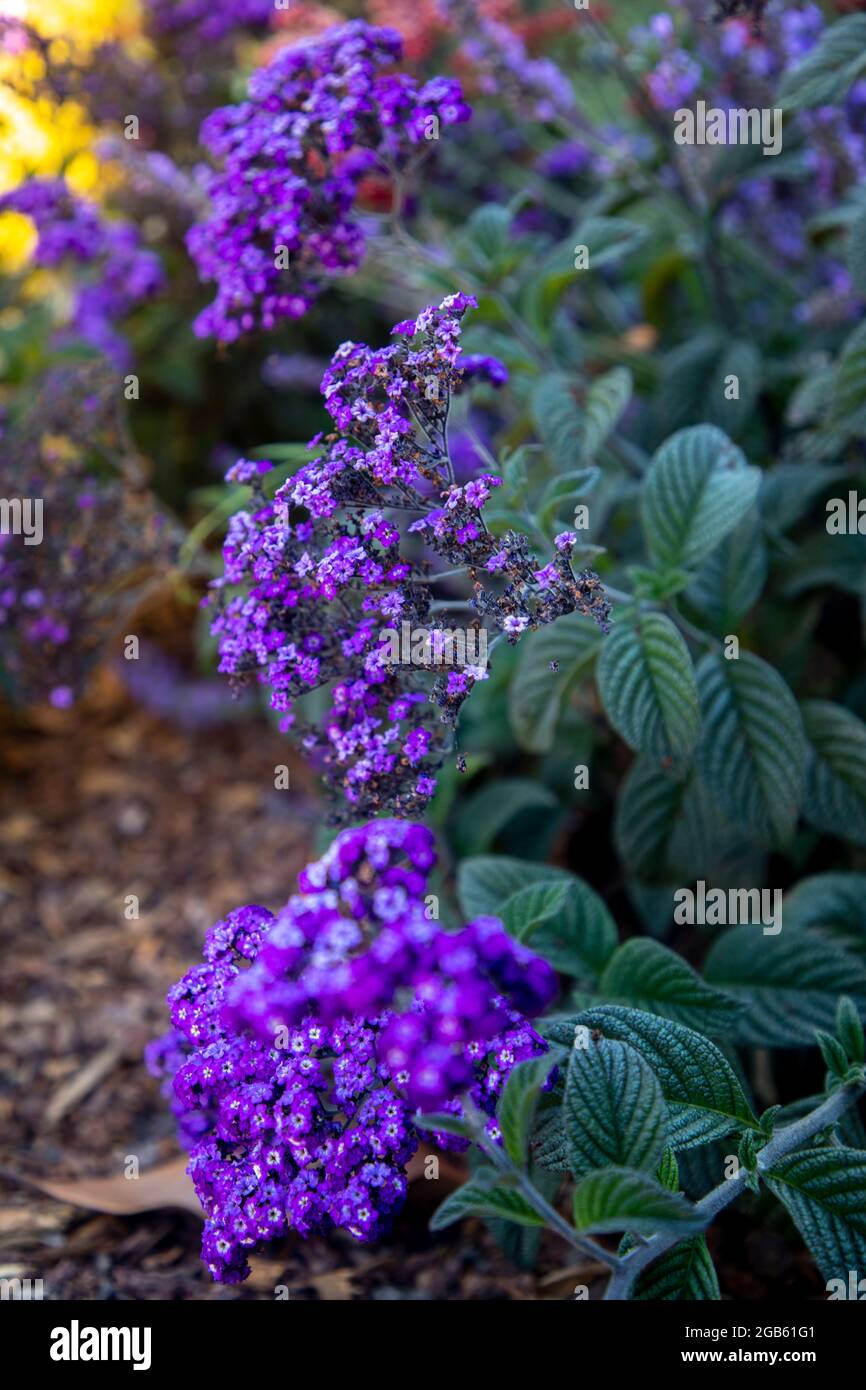 Heliotropium arborescens purple flowers hi-res stock photography and ...