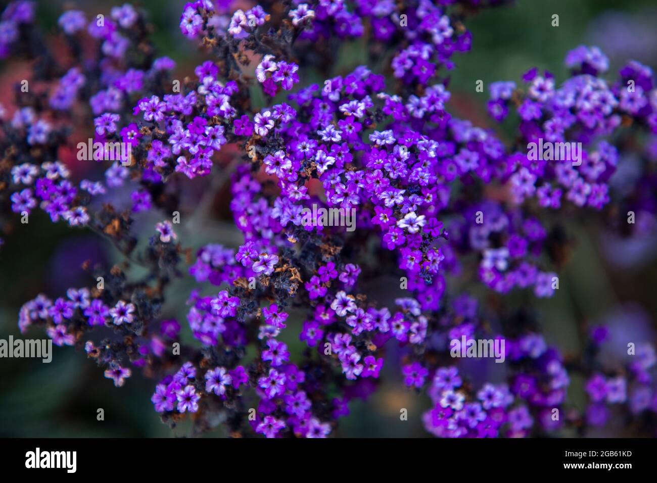Heliotropium is a genus of flowering plants in the borage family. Its ...