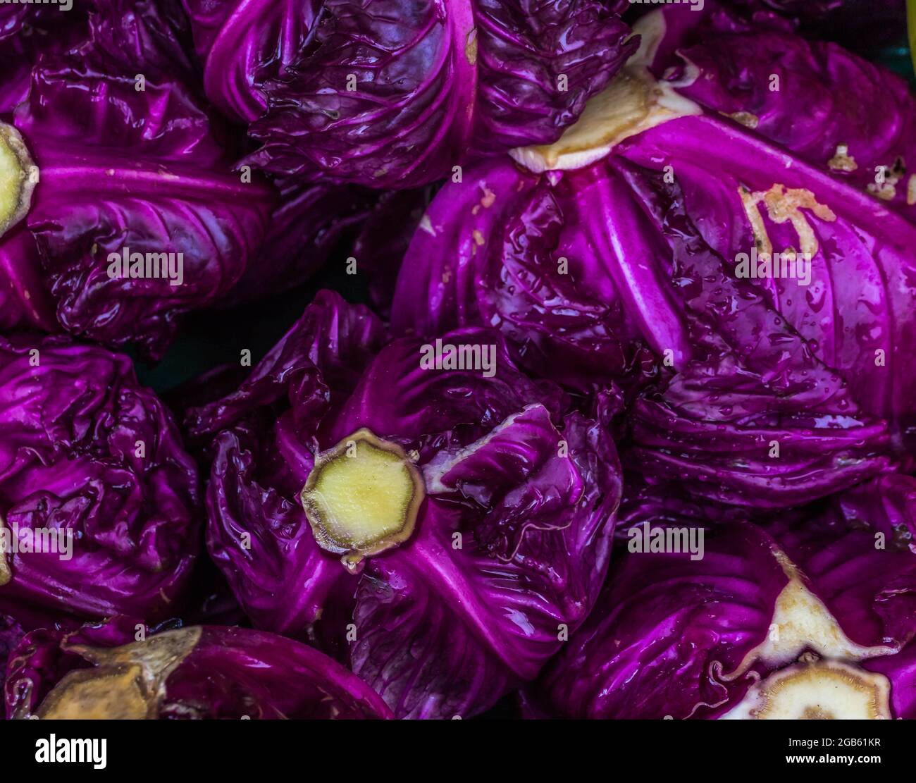 Cabbage disease hi-res stock photography and images - Alamy