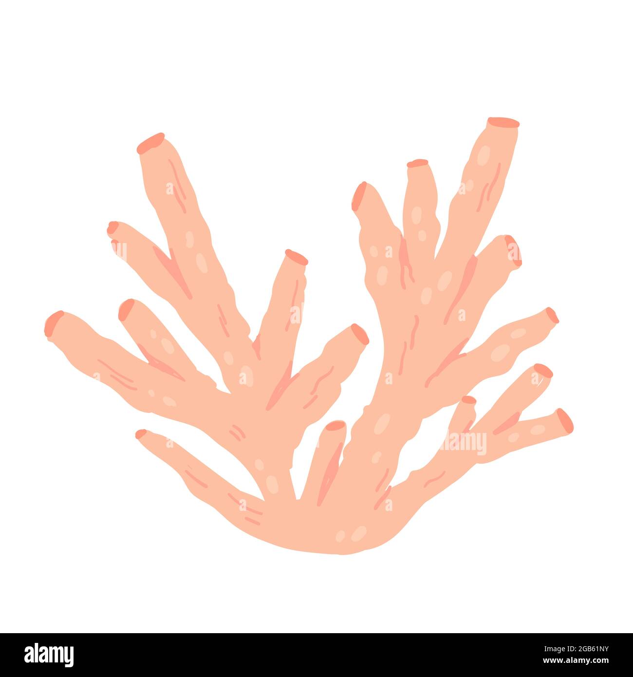 Sea Coral Png