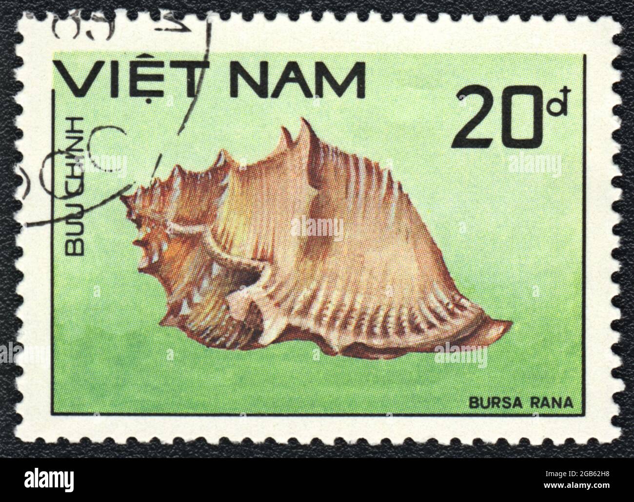 Postage stamp printed in Vietnam shows a Bursa rana, series "Shell ...