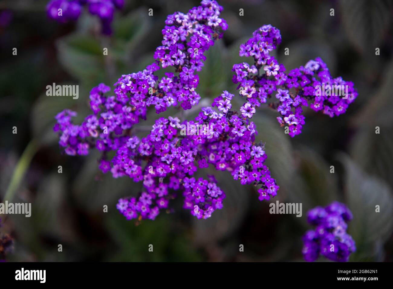 Heliotropium is a genus of flowering plants in the borage family. Its ...