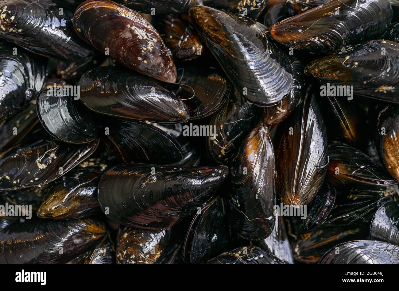Sea mussels background, mediterranean food. Top view Stock Photo - Alamy
