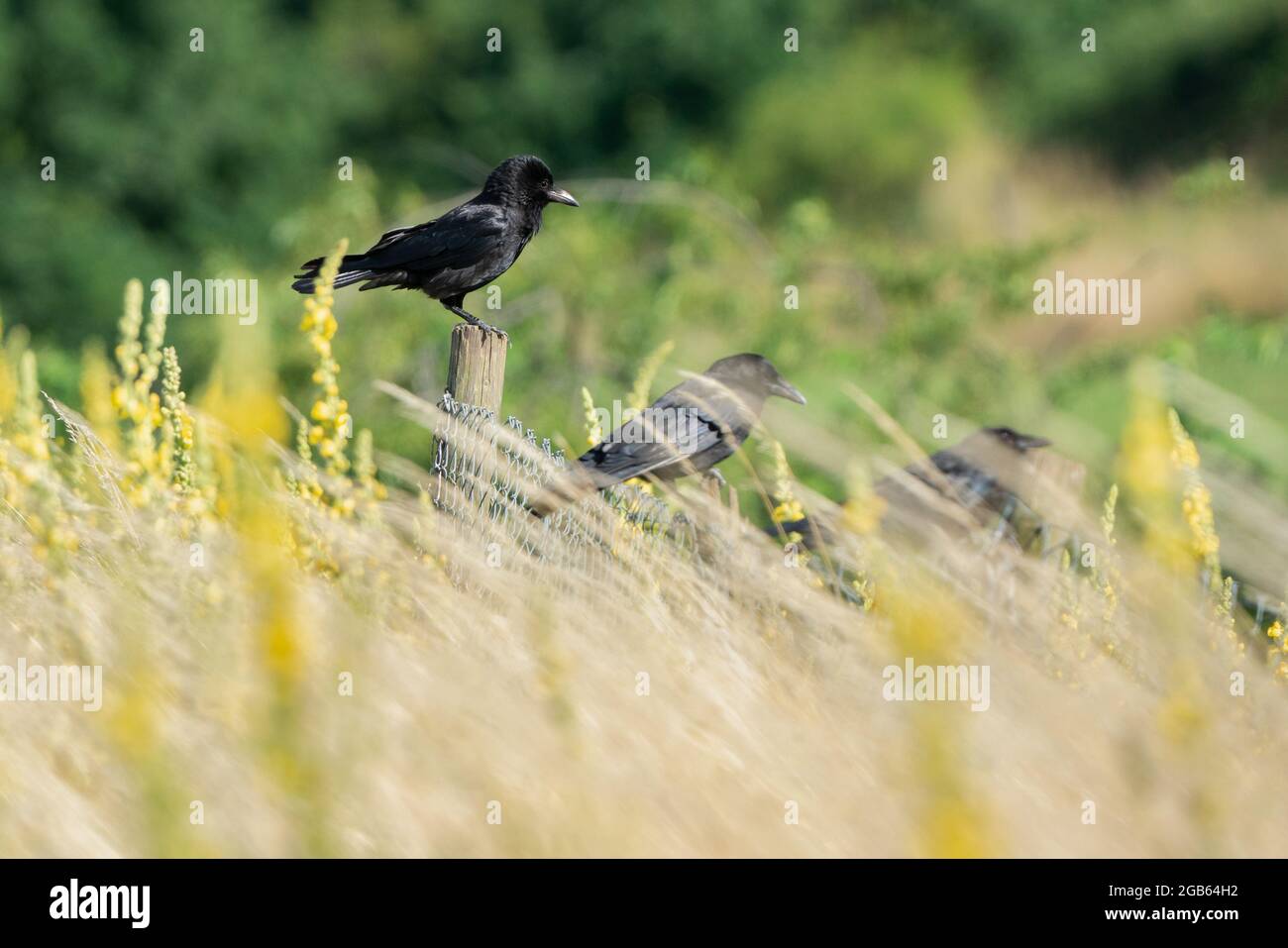 A crow with a fluffed head sits on a fence post in a row with other ...