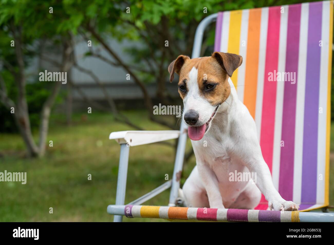 Jack russell terrier dog is resting on a sun lounger. Summer vacation ...
