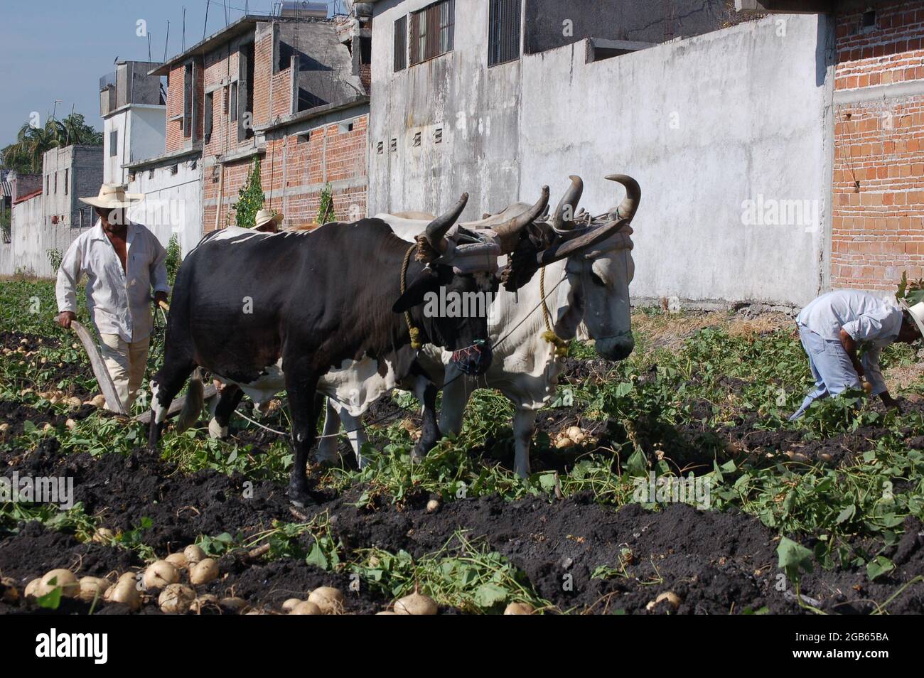 Traditional manual plough hi-res stock photography and images - Alamy